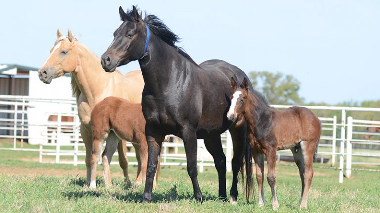 Foal Watch - Western Horseman