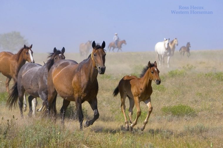 Ah, Grasshopper - Western Horseman