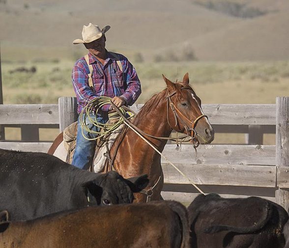 Best Horse for the Job - Western Horseman