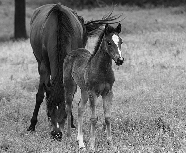 Growing Your Own - Western Horseman