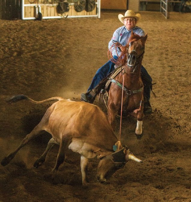 Steer Stopping to Impress - Western Horseman