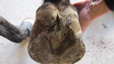 How to Identify and Manage Contracted Heels - Western Horseman