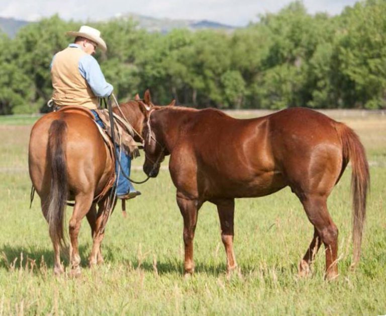 Train Your Horse to Pony - Western Horseman