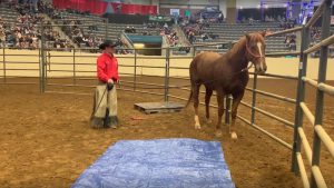 Getting a Horse to Cross a Tarp - Western Horseman