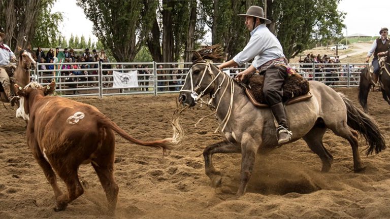 Breeding Criollo Horses in Argentina - Western Horseman