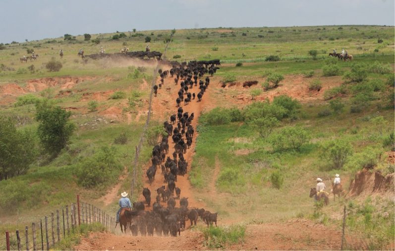 Trailing Cattle - Western Horseman