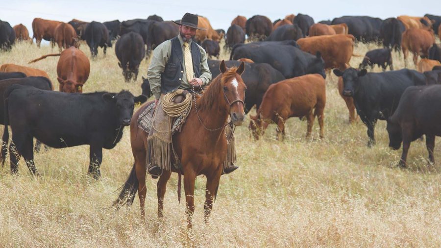 Training Archives - Western Horseman