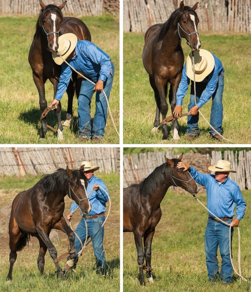 Relaxed Restraint: The First Hobbling Lesson - Western Horseman