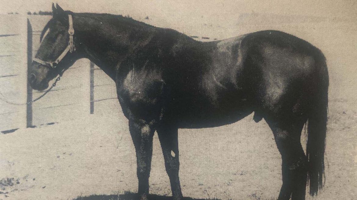 Flashback: Contribution of the Thoroughbred - Western Horseman