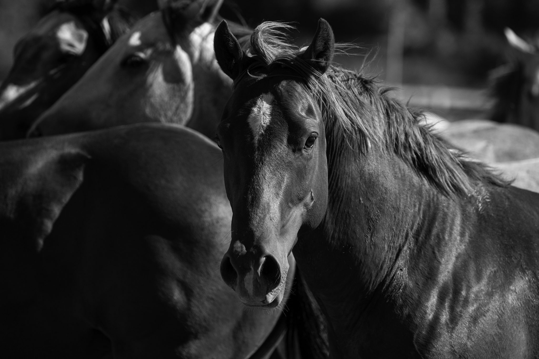 The Snorty Horse - Western Horseman