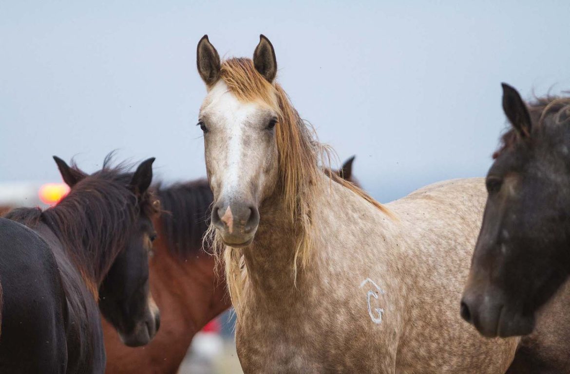 Neal Gay: The Rodeo Gene - Page 2 of 2 - Western Horseman