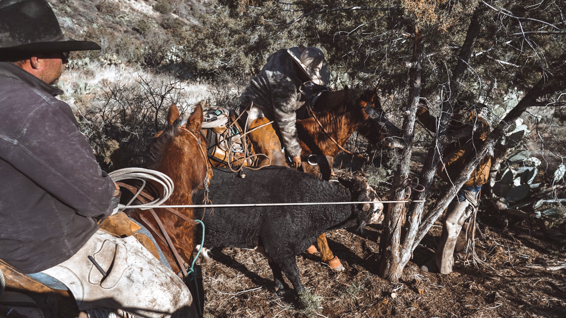 The Wild Cow Man: Jim Young - Western Horseman