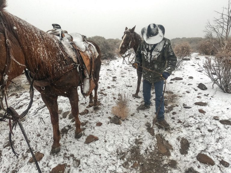 The Wild Cow Man: Jim Young - Western Horseman