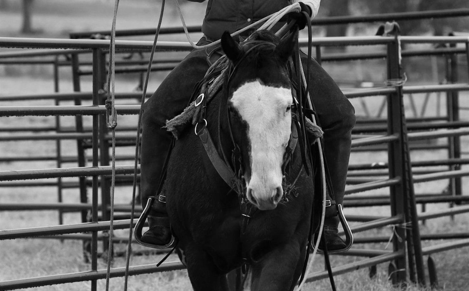 Reading Horses - Western Horseman