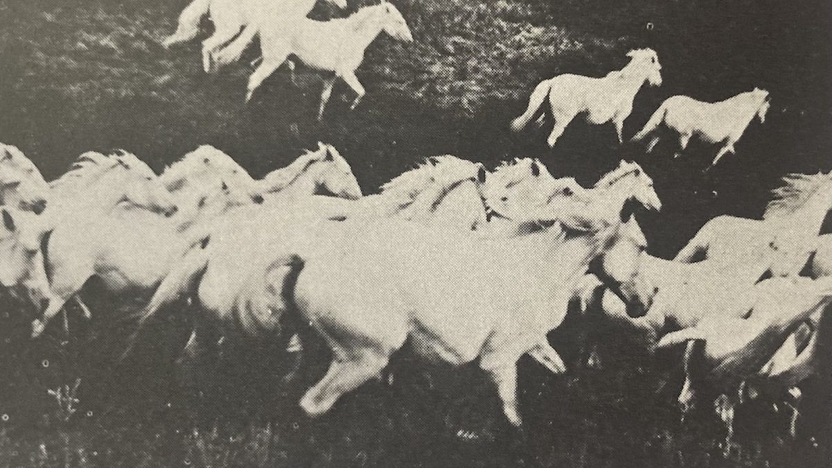 The American Albino - Western Horseman