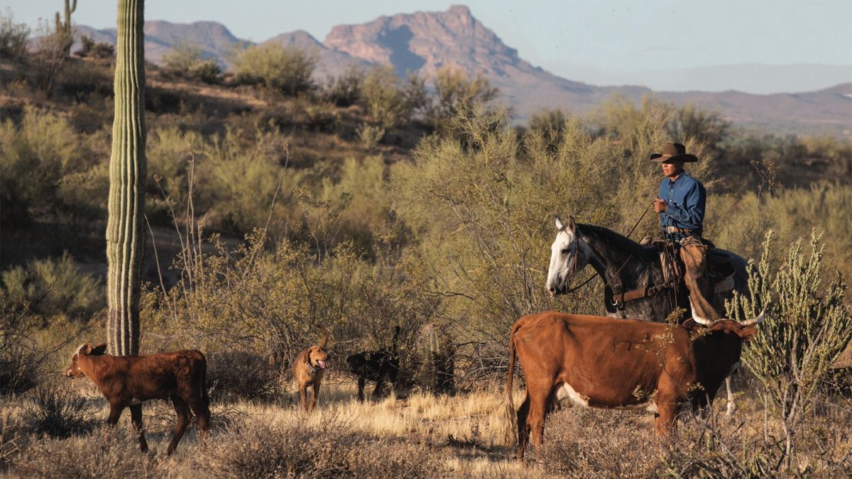 Native Ground - Western Horseman