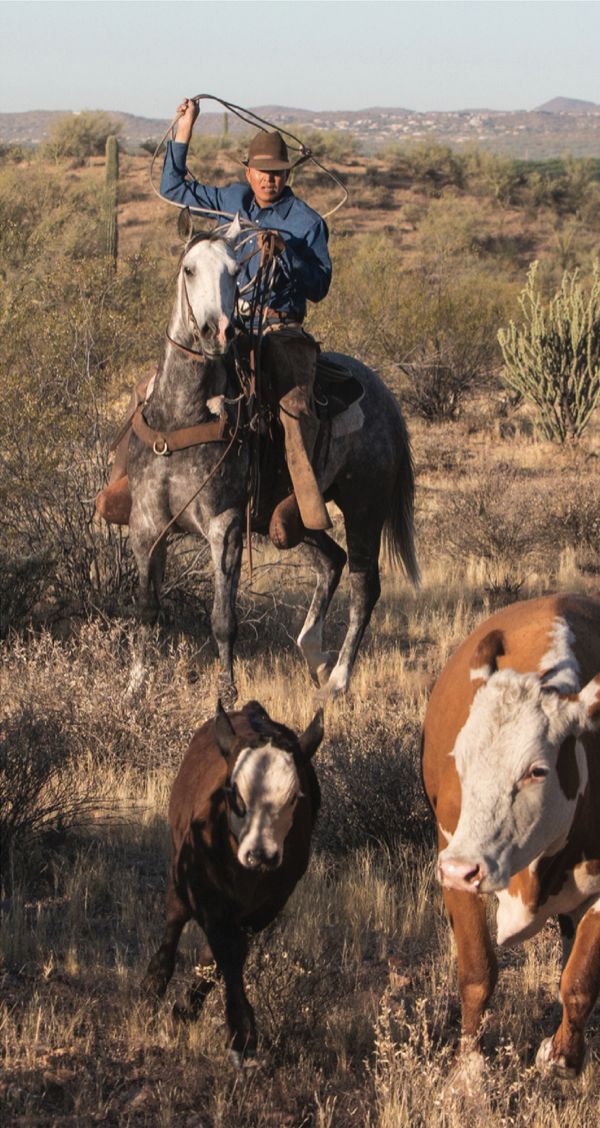 Native Ground - Western Horseman