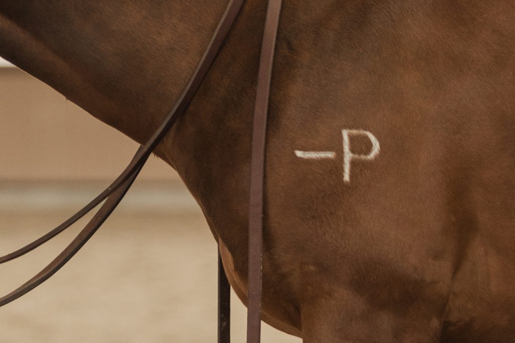 Learn by Doing - Cal Poly Equine Science - Western Horseman
