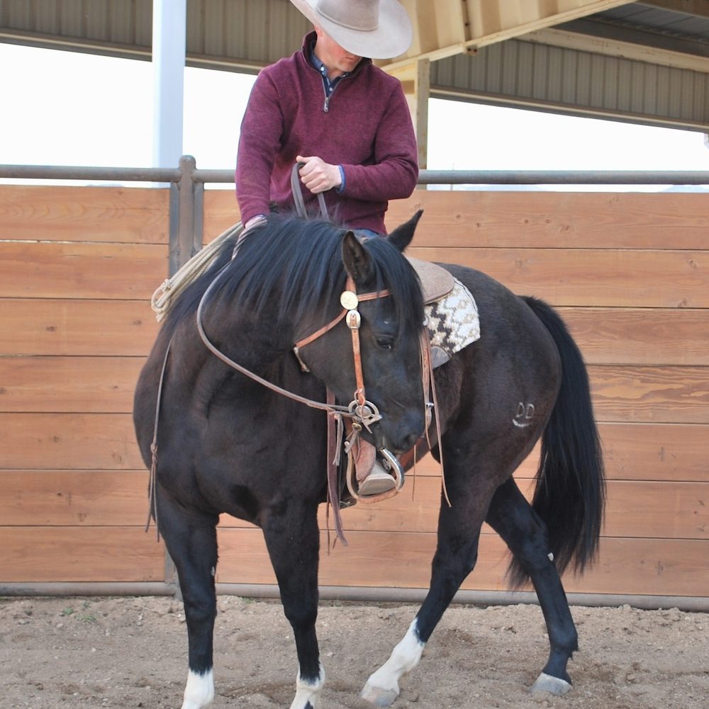 How To Prepare For Wildlife Encounters - Western Horseman