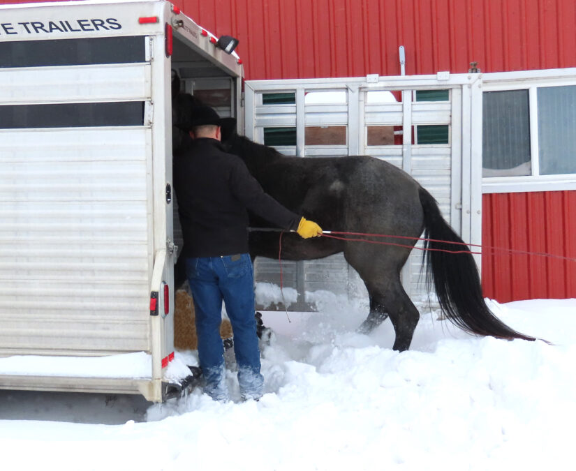 Trailer Loading - Western Horseman
