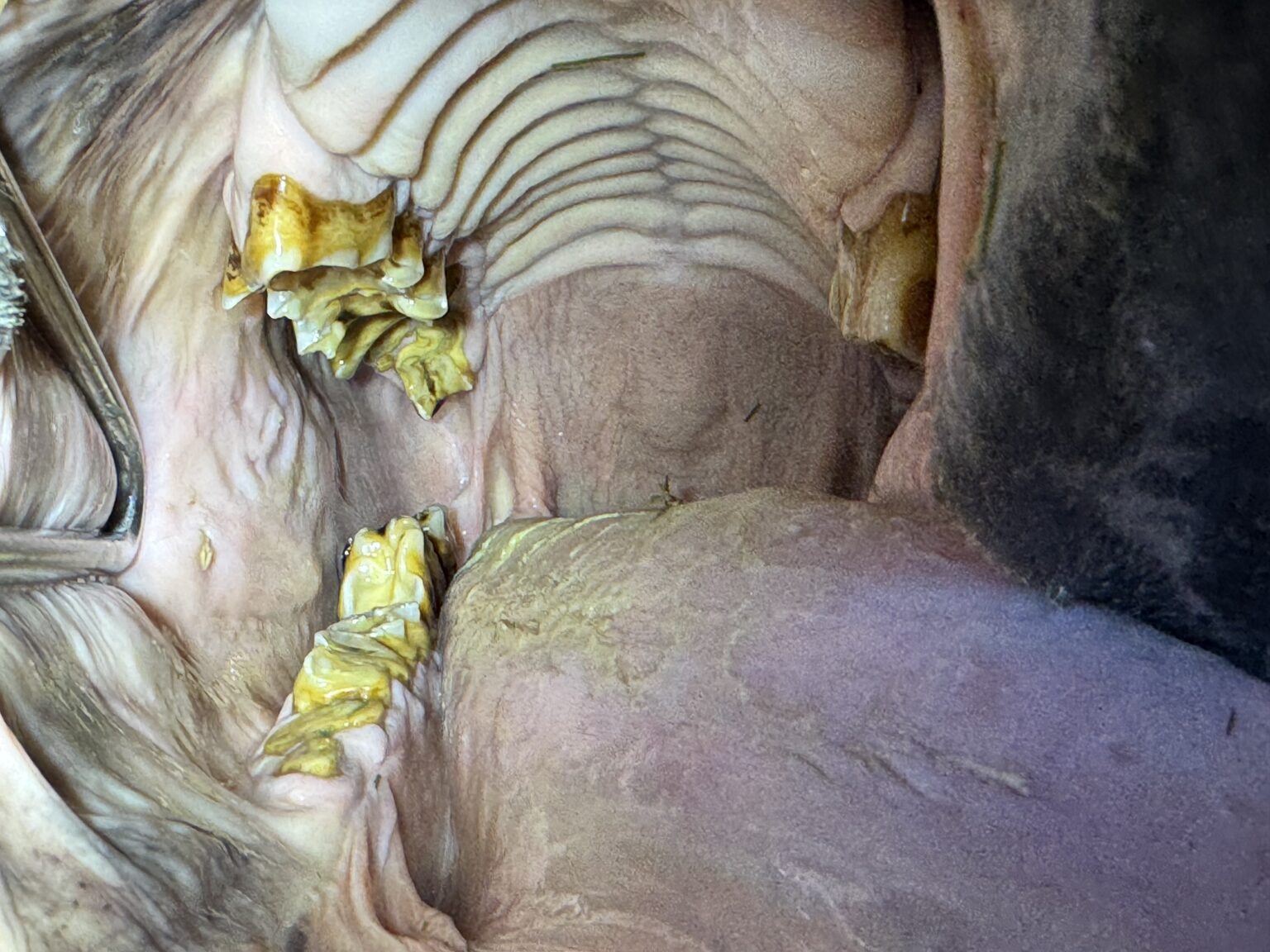 Taking a Big Bite Out of Equine Dentistry - Western Horseman