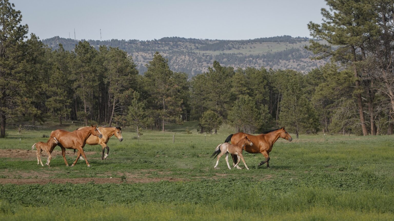 From the Lens With Kate Bradley Byars - Western Horseman