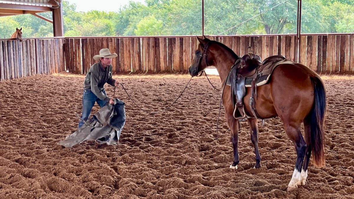 Get a Grip: Tips to Restrain a Horse - Western Horseman