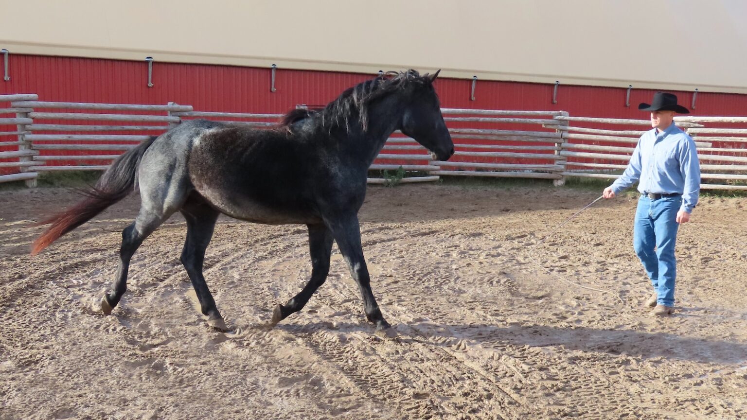 Hard to Catch Horses - Western Horseman