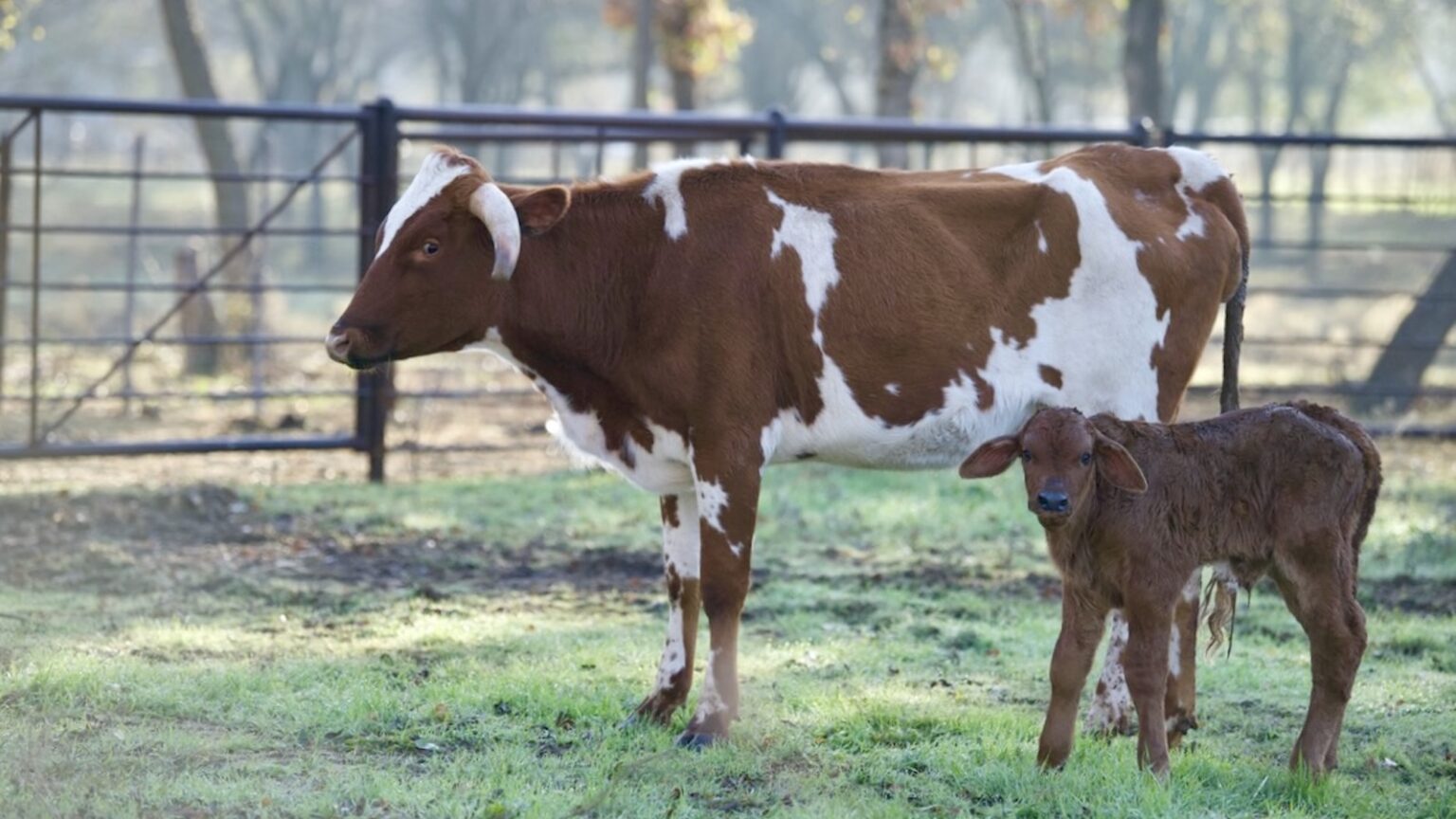 Big Calves - Western Horseman